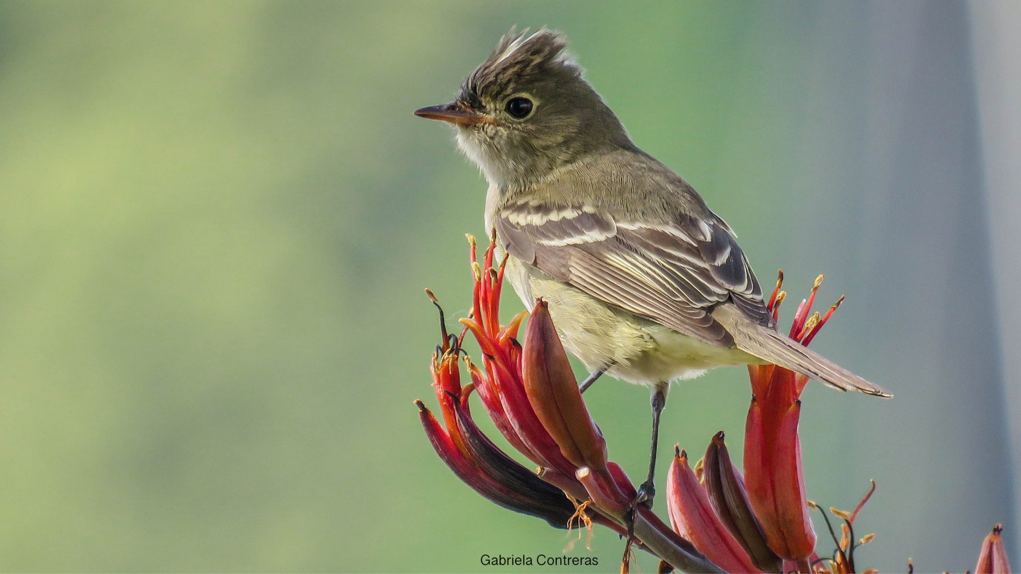 Curso: "Observación de aves en la Zona Central de Chile" - Universidad ...